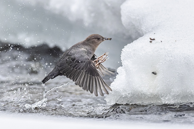 Liron Gertsman: The Avian Virtuoso Behind the 2023 Audubon Grand Prize ...